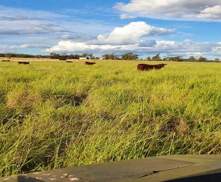 Five steps to make fertilising sown pastures pay | Meat & Livestock ...