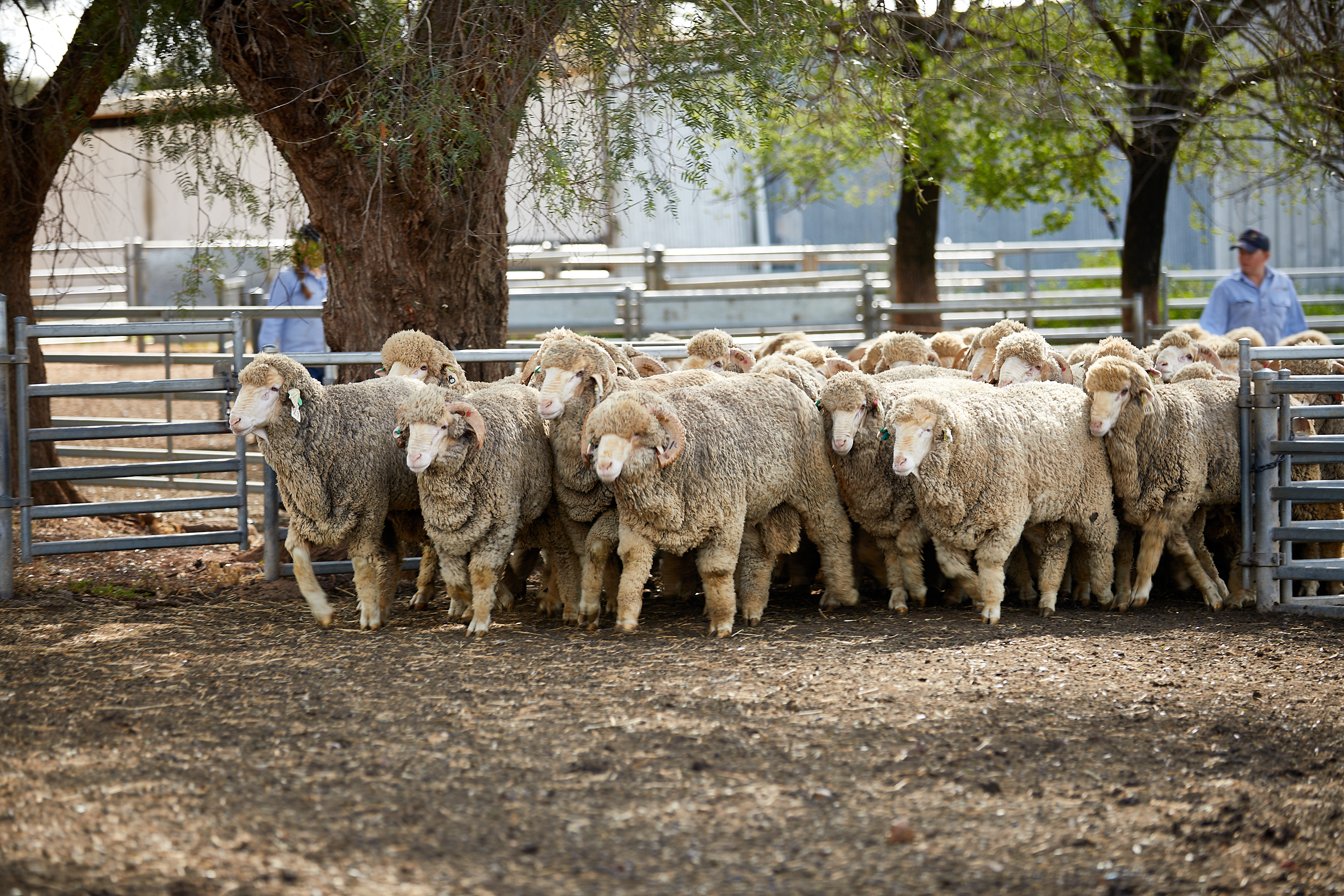 Transitioning to a Non Mulesed Flock, Producer Demonstration Site (PDS ...