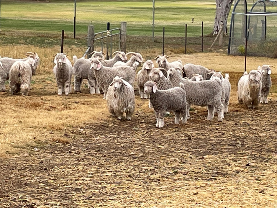 Future farmers: AgriFutures boosts Narrandera High School Angora Goat ...