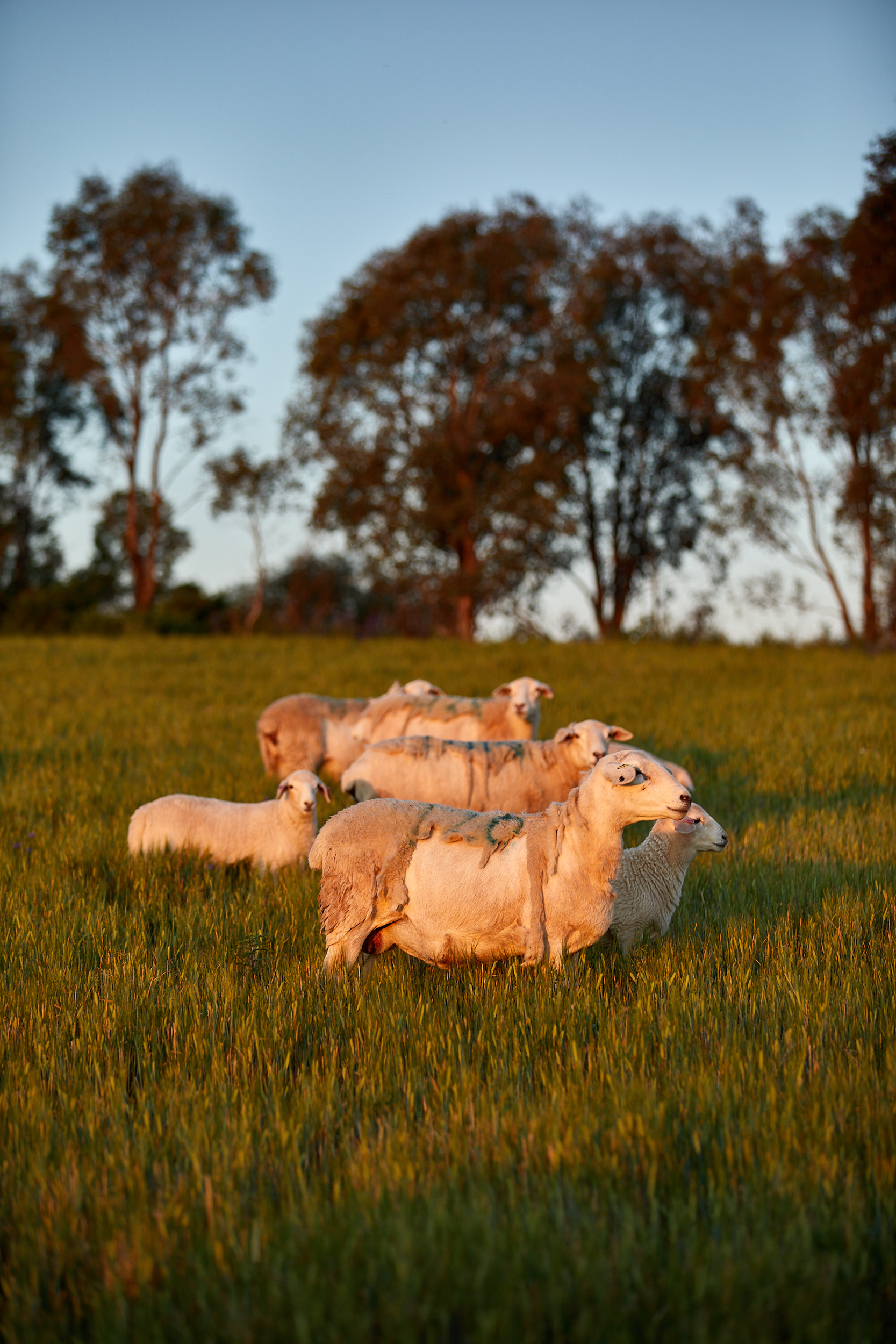 Shedding Sheep | Meat & Livestock Australia