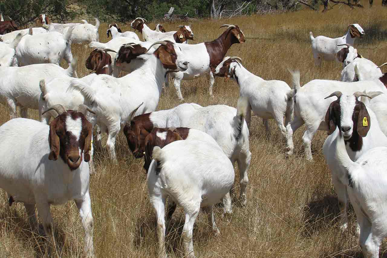 Webinar 1 - Global flavours, Australian goats | Meat & Livestock Australia