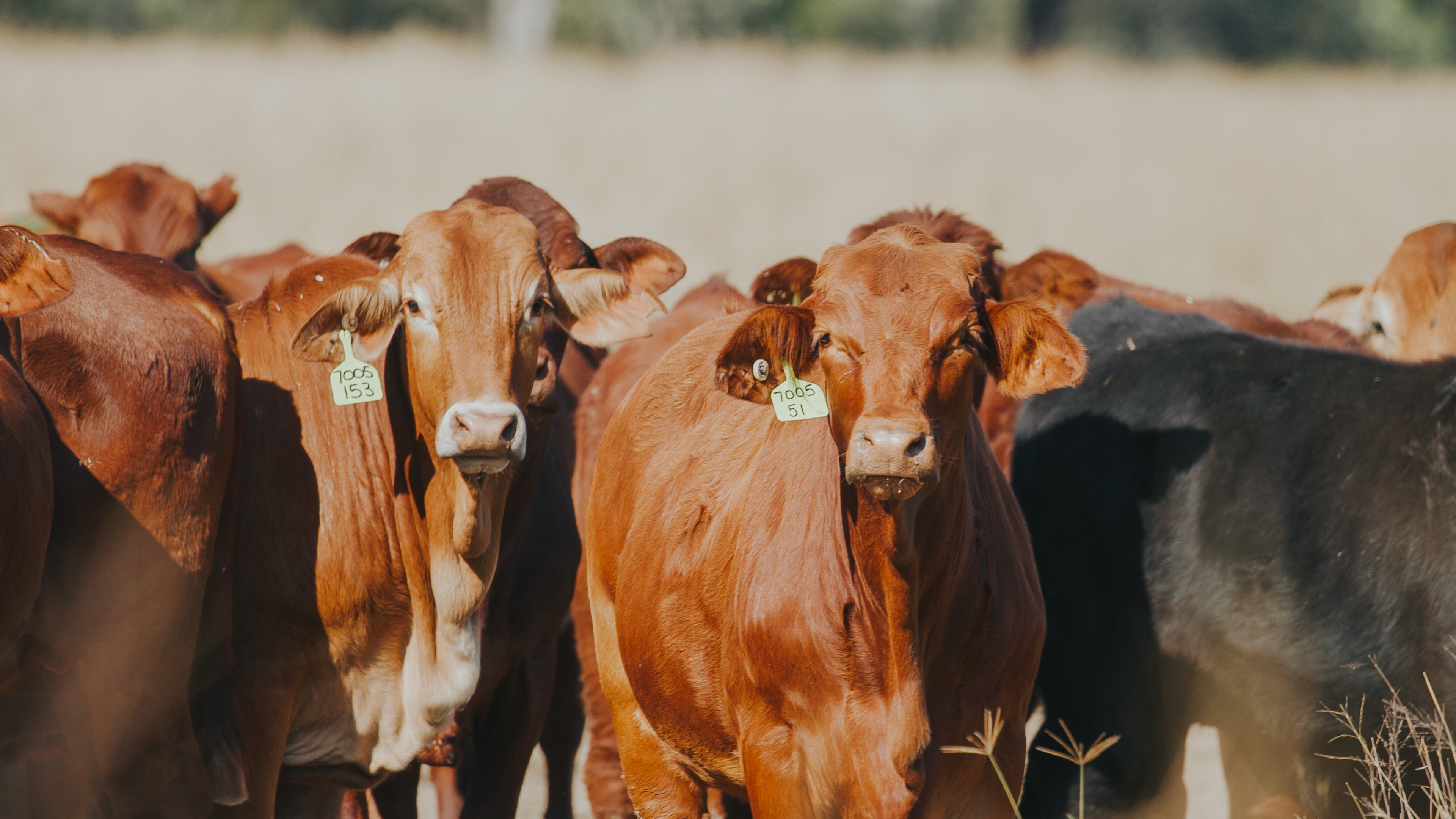 Soils, Pastures and Soil Moisture Probes – Field day (Buchan) | Meat ...