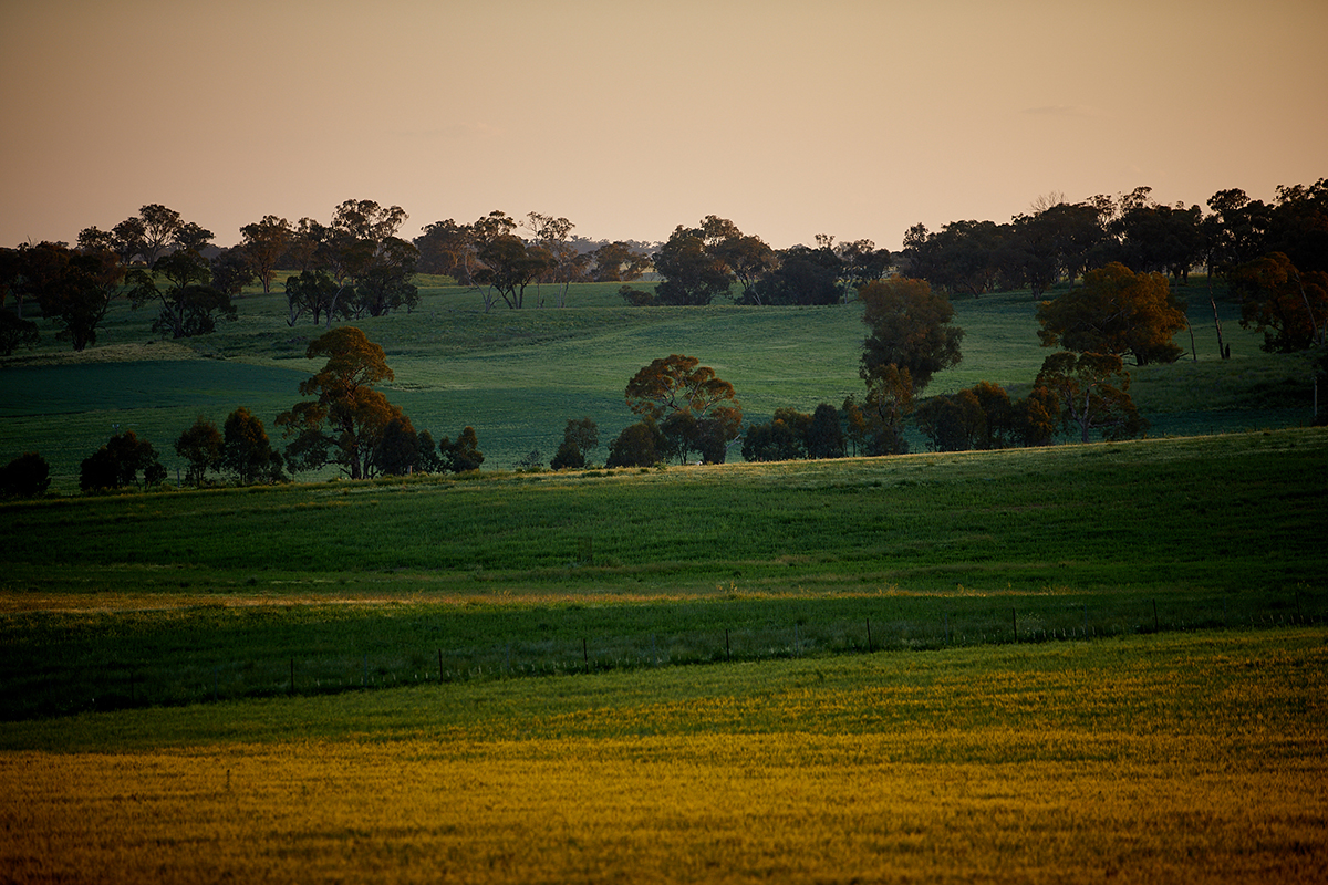 Profitable Grazing Systems hub | Meat & Livestock Australia