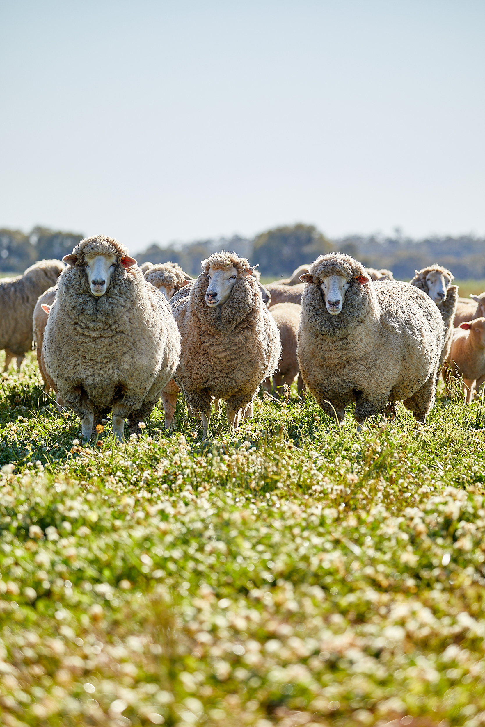 Nutrition EDGE workshop | Miles, QLD | Meat & Livestock Australia