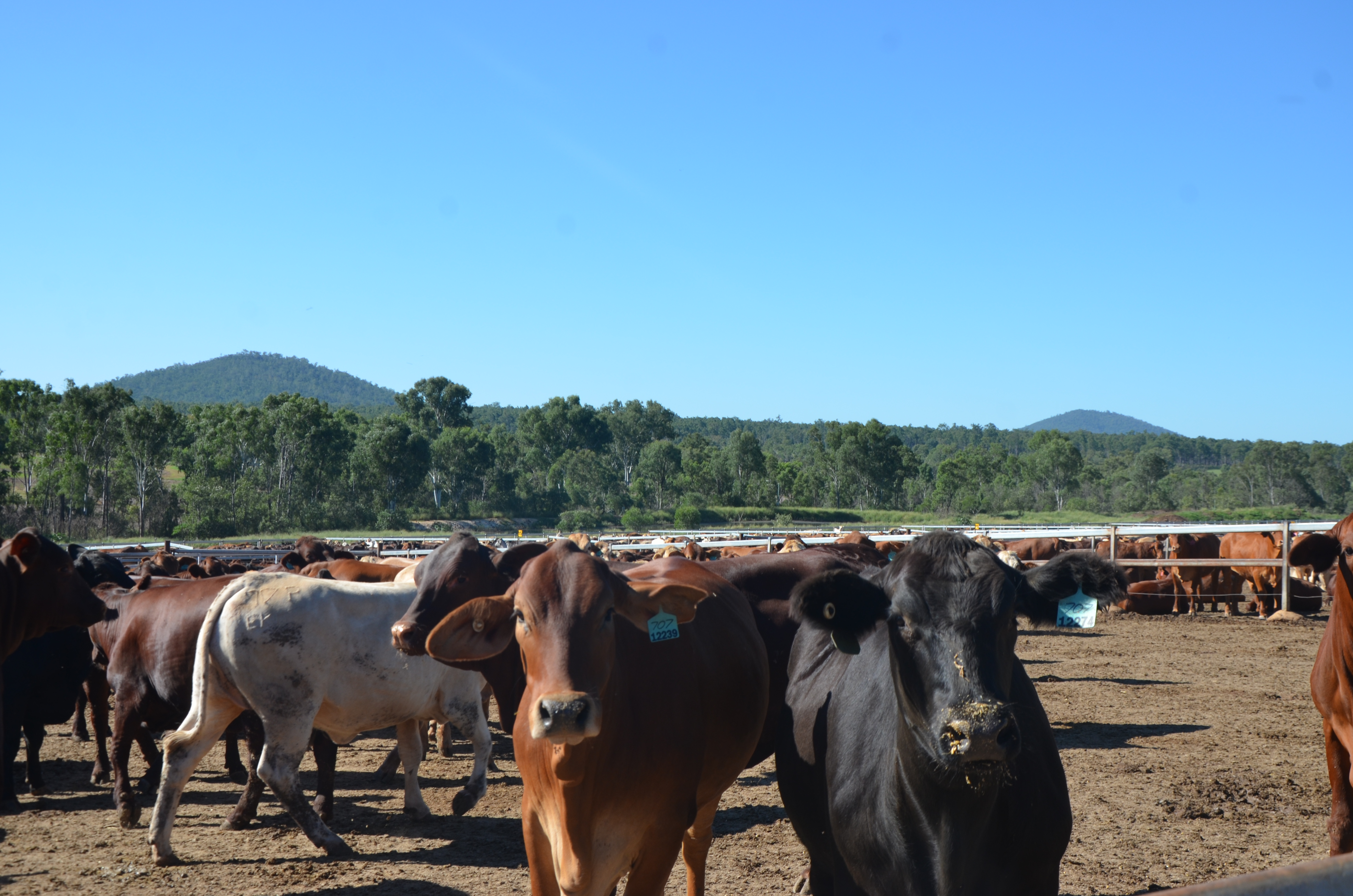 Request for tender - Calving rewards: The effect of calving date on ...