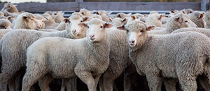 Sheep and Goat Traceability Task Force | Meat & Livestock Australia