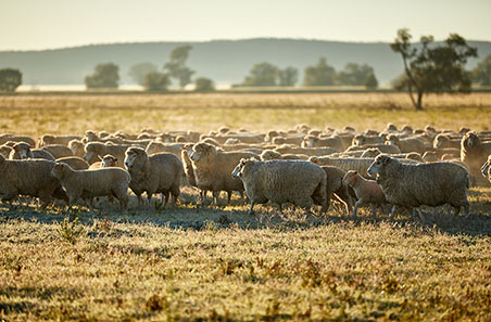 Three ways to check your ewes are fit to join | Meat & Livestock Australia