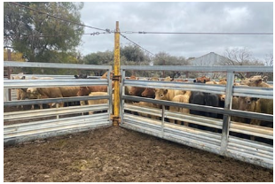 Preparing the yards | Meat & Livestock Australia