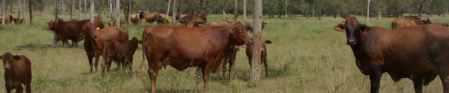 Breeding EDGE Belyando, Qld | Meat & Livestock Australia
