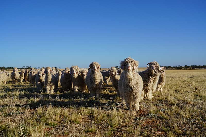 Goat Fibre Gateway launched | Meat & Livestock Australia