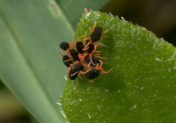 Insect identification online workshop | Meat & Livestock Australia