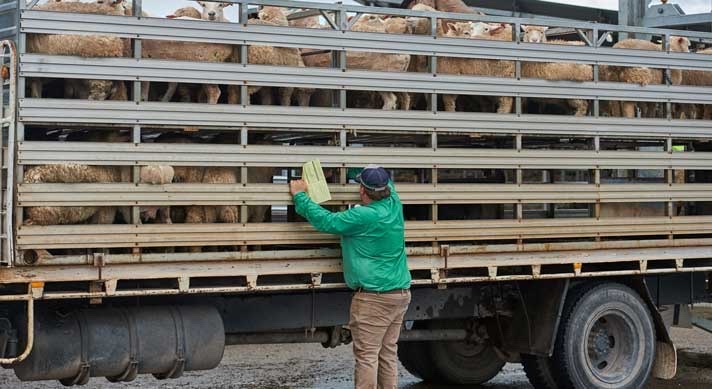 Transporting compromised sheep | Meat & Livestock Australia