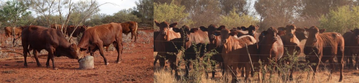 Nutrition EDGE workshop | Katherine NT | Meat & Livestock Australia