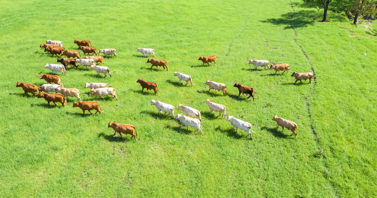 Spring hub | Meat & Livestock Australia