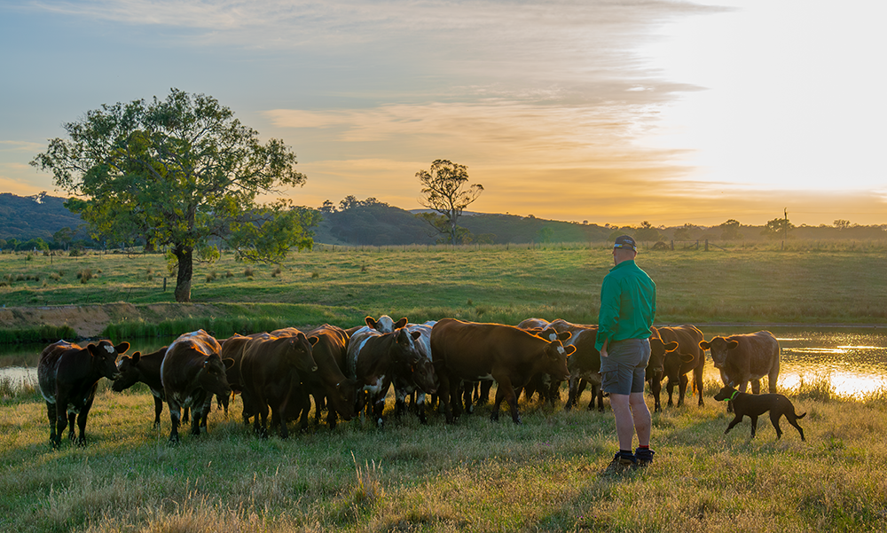 Climate resilience survey now open | Meat & Livestock Australia