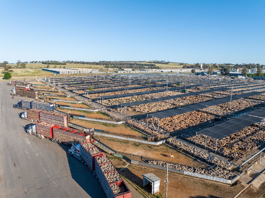 Information for saleyards | Meat & Livestock Australia