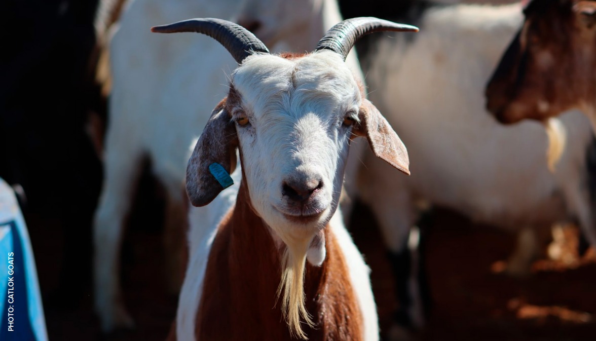 Australian red meat exports set records across the board in 2024 | Meat ...