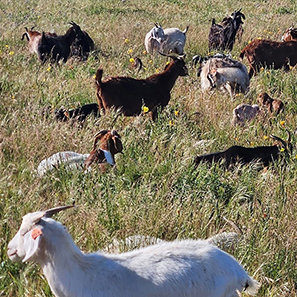 Goats hub | Meat & Livestock Australia