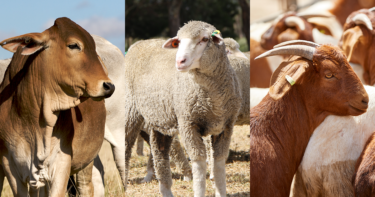 Weekly sheep and cattle market wrap | Meat & Livestock Australia