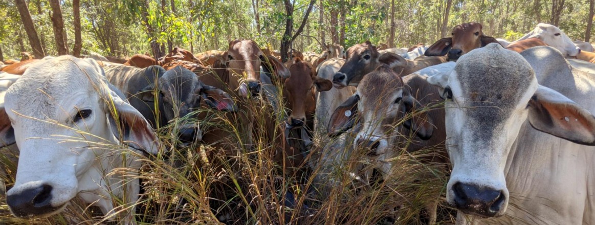 BredWell FedWell Northern Beef Pilot – Alice Springs NT | Meat ...