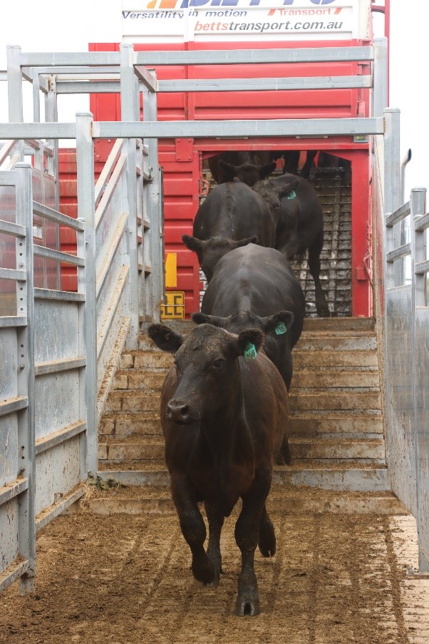 Unloading and follow up | Meat & Livestock Australia
