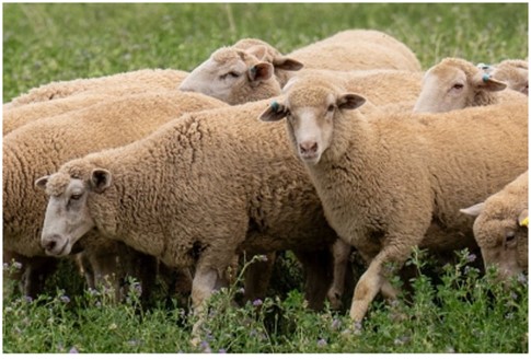 Sheep transport guidelines | Meat & Livestock Australia