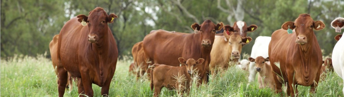 Breeding EDGE workshop | Springsure, Qld | Meat & Livestock Australia