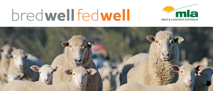 BredWell FedWell Pilot – Breeding and feeding to make more money | Meat ...