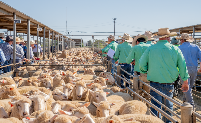 Solid sentiment lift among sheep producers | Meat & Livestock Australia