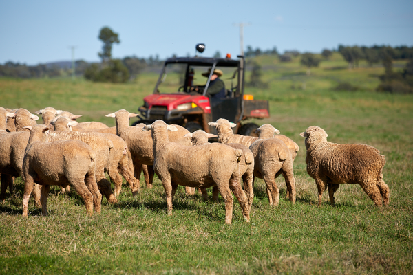 MLA market insights: weekly update | Meat & Livestock Australia