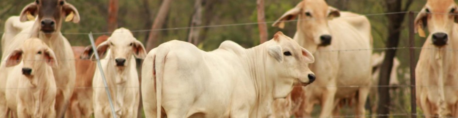 Business EDGE | Longreach, QLD | Meat & Livestock Australia