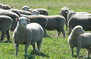 Australian lamb production outpaces New Zealand | Meat & Livestock ...