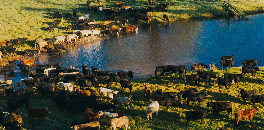 Australian Good Meat Summit showcases the very best of the industry ...