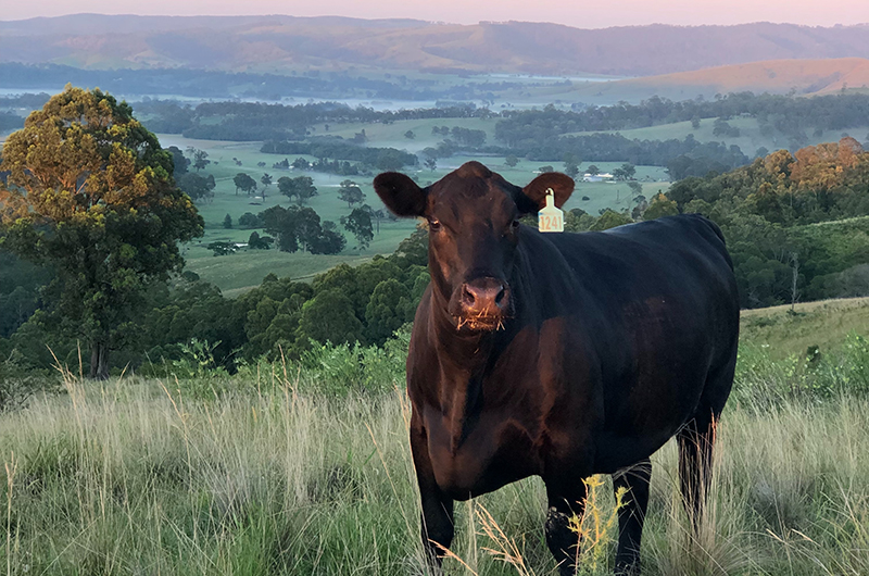 ‘Restocker steer to heifer’ premium at highest level since the drought ...