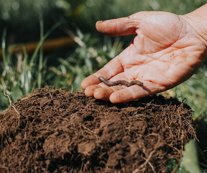 Variable Rate (VR) Lime in Pastures, Precision Soil Management for Pasture Productivity – Field ...