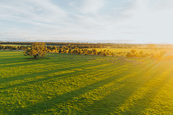 Environmental sustainability | Meat & Livestock Australia