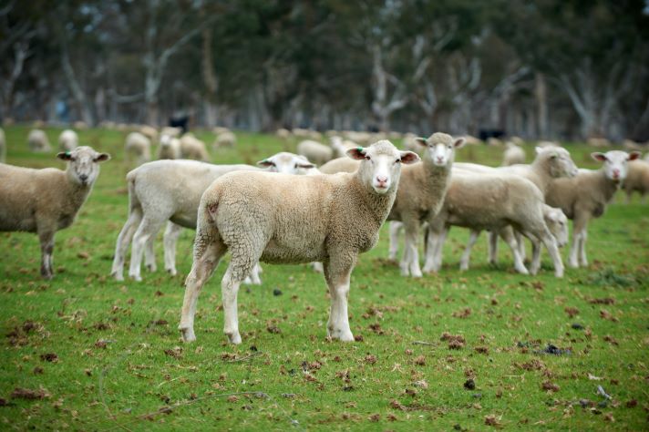 Lamb prices and hogget supply | Meat & Livestock Australia