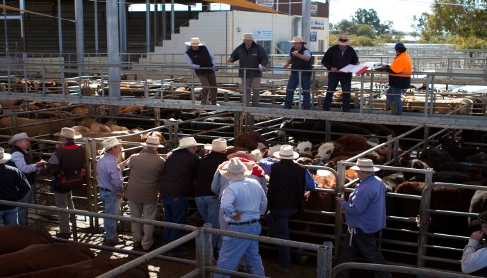 Heifers going to feeder buyers | Meat & Livestock Australia