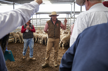 Information for agents | Meat & Livestock Australia