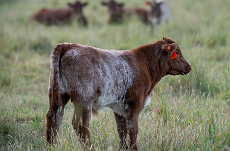 Transporting bobby calves | Meat & Livestock Australia