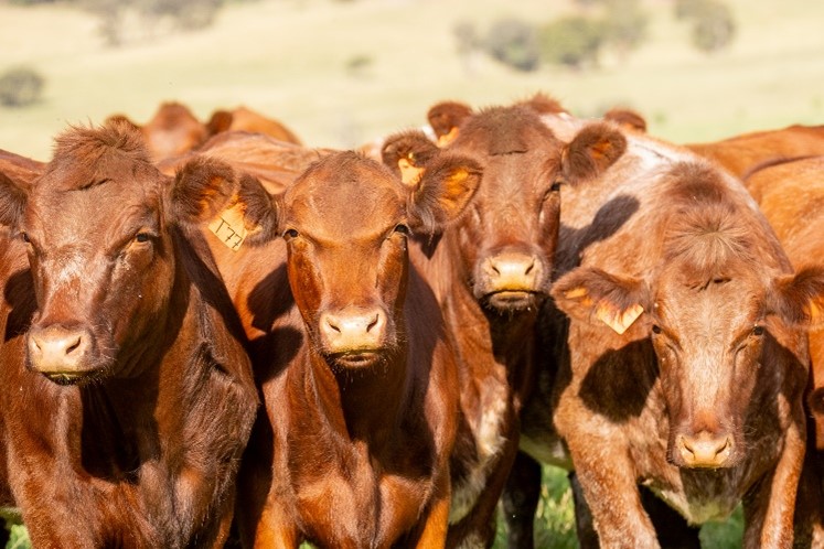 Best practice guidelines for transporting cattle | Meat & Livestock ...