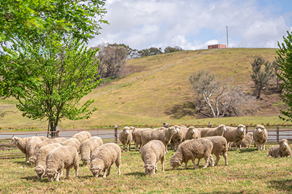 2025 Sheep Muster | Meat & Livestock Australia