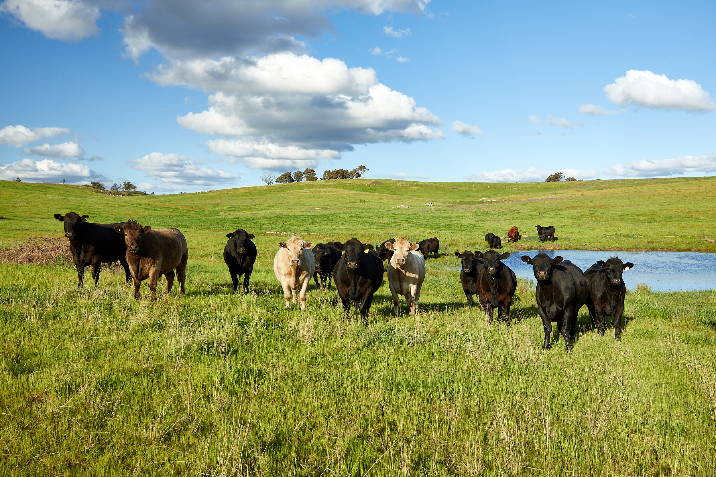 Livestock breeds | Meat & Livestock Australia