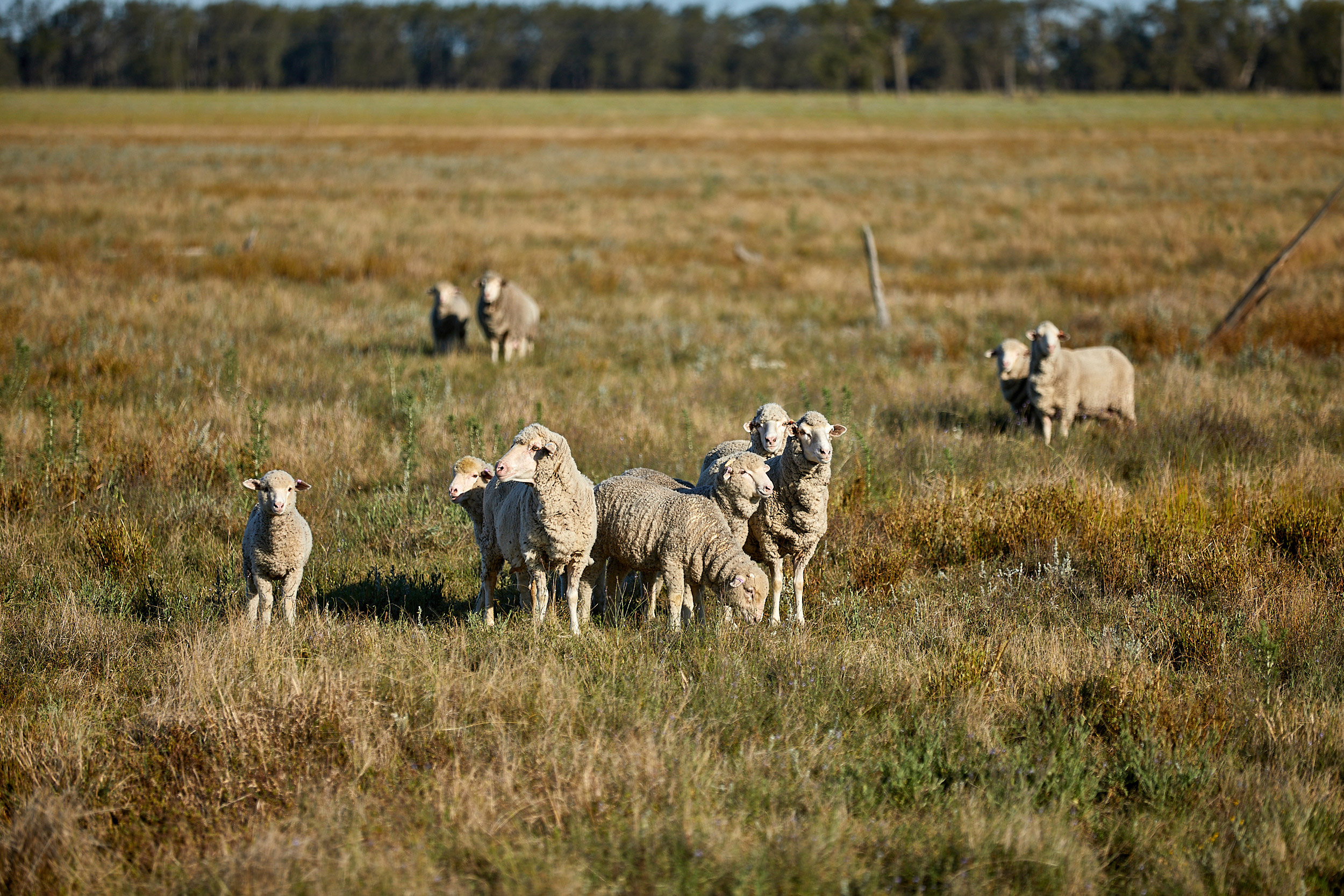 Livestock breeds | Meat & Livestock Australia