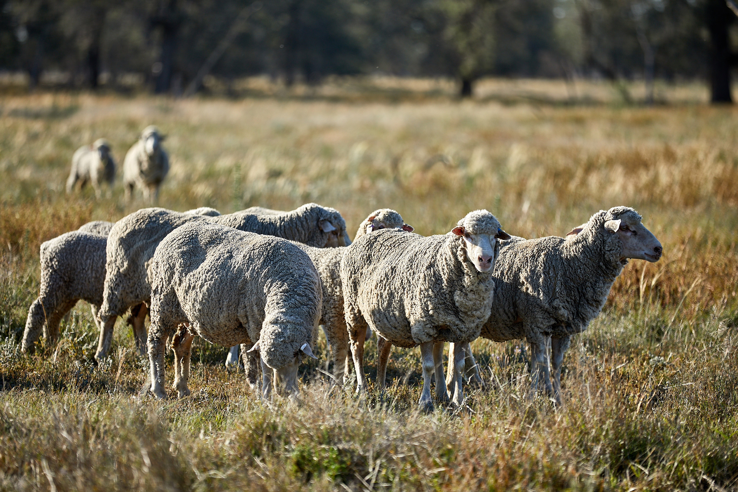 Livestock breeds | Meat & Livestock Australia