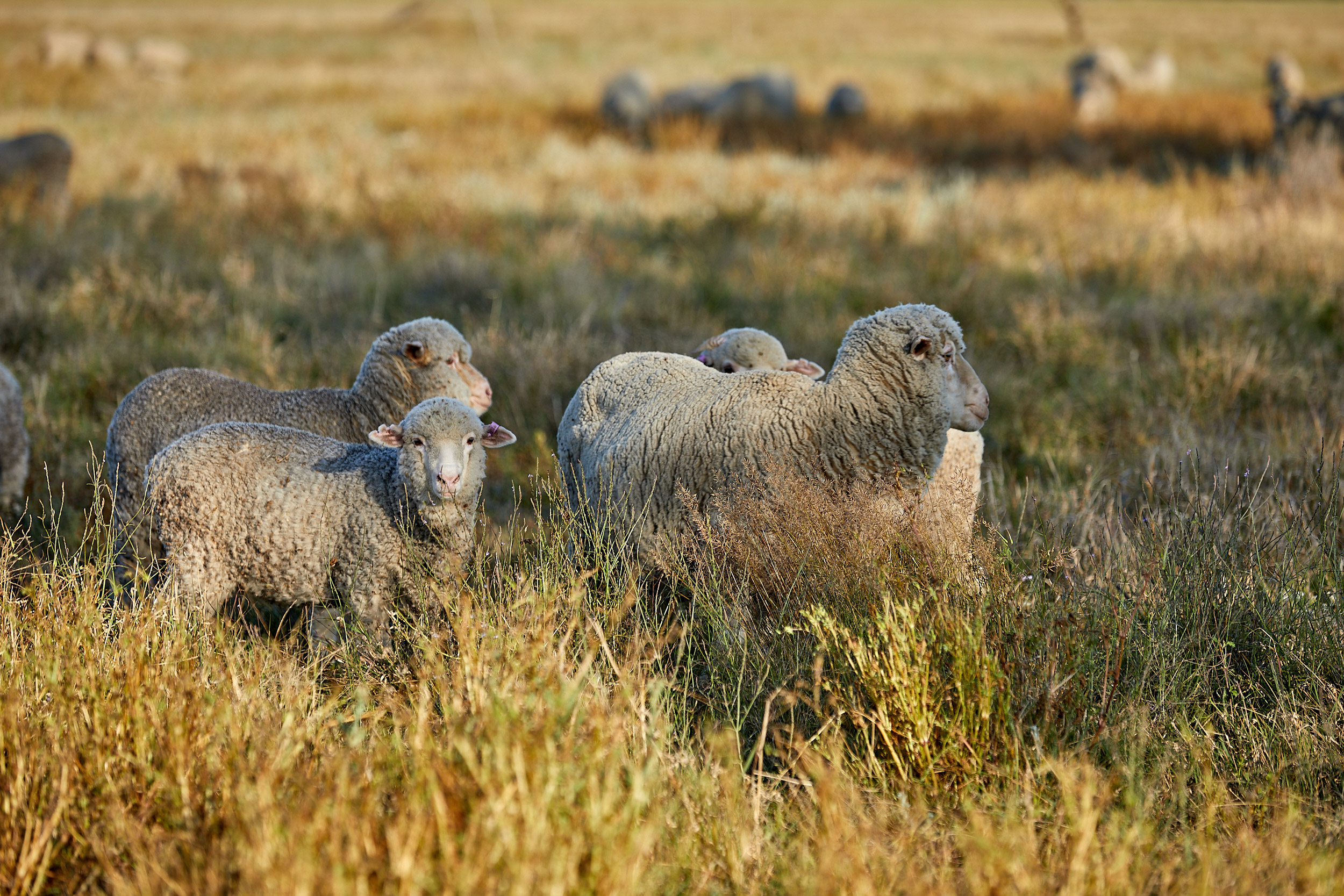 Livestock breeds | Meat & Livestock Australia