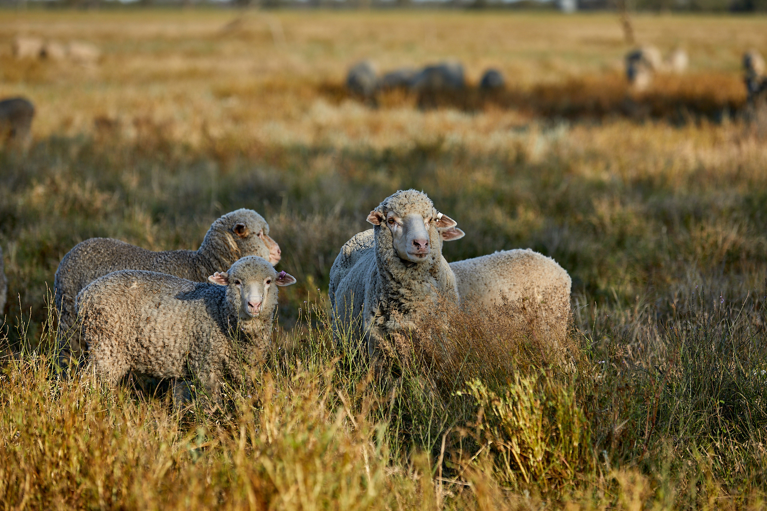 Livestock breeds | Meat & Livestock Australia