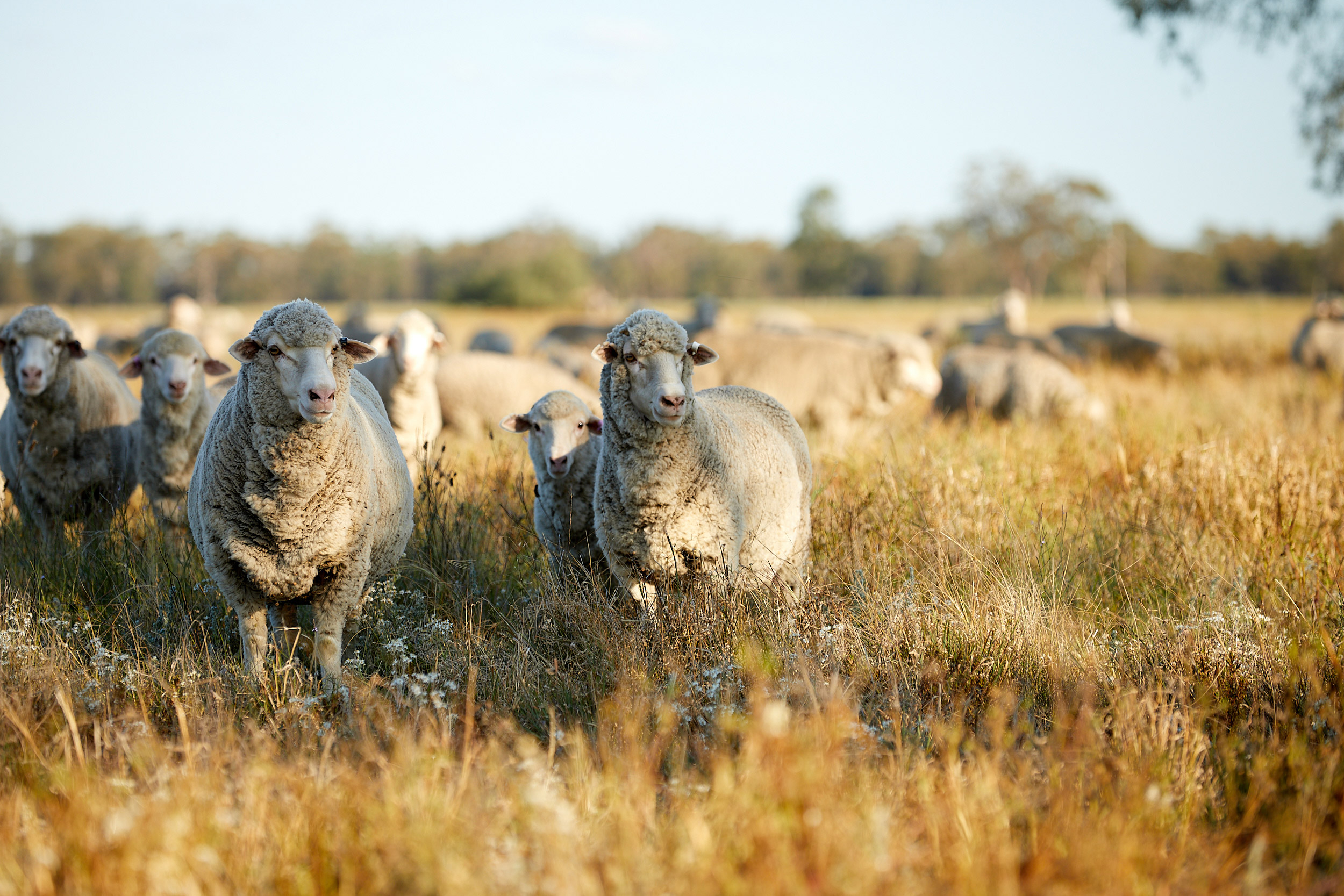Livestock breeds | Meat & Livestock Australia