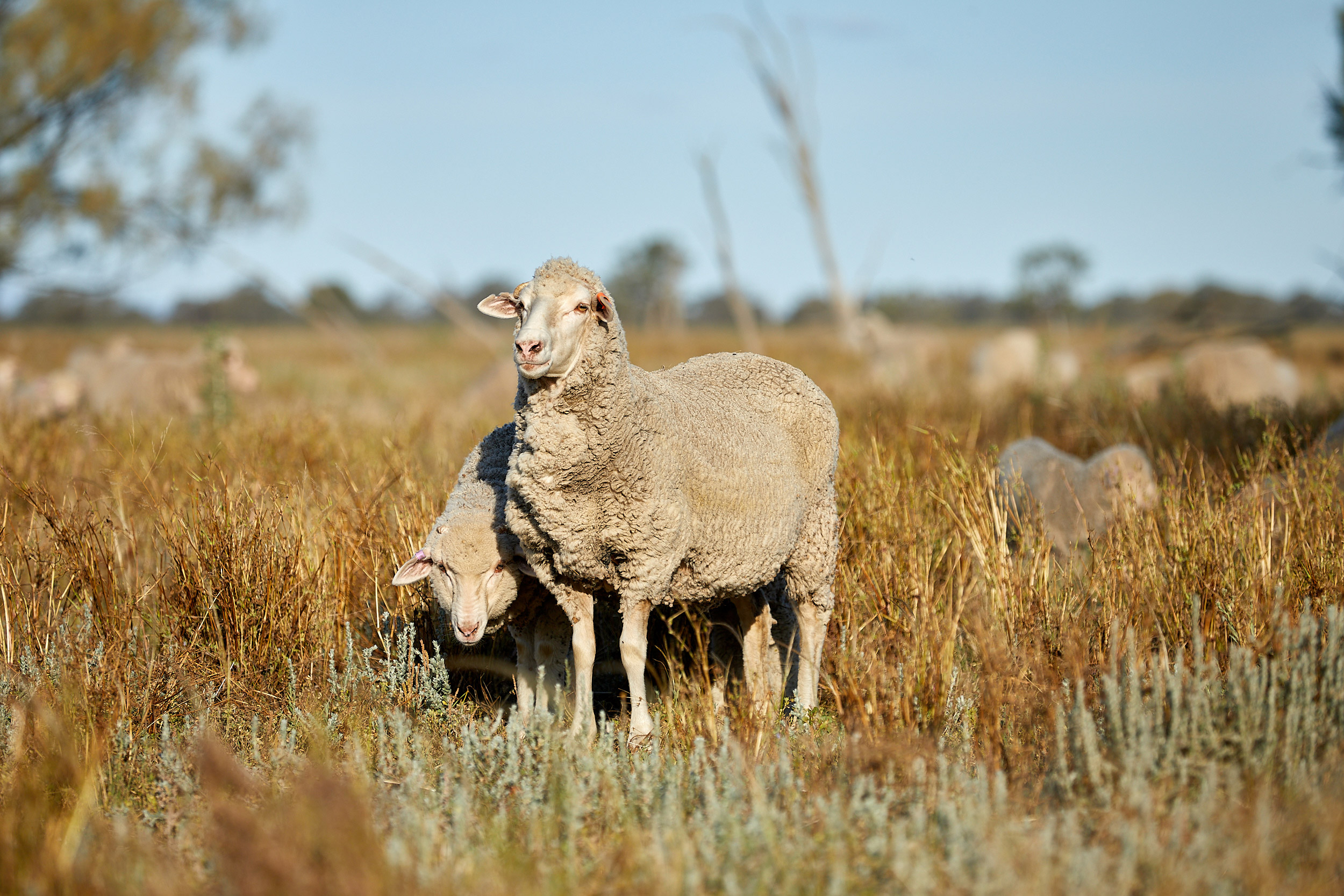 Livestock breeds | Meat & Livestock Australia