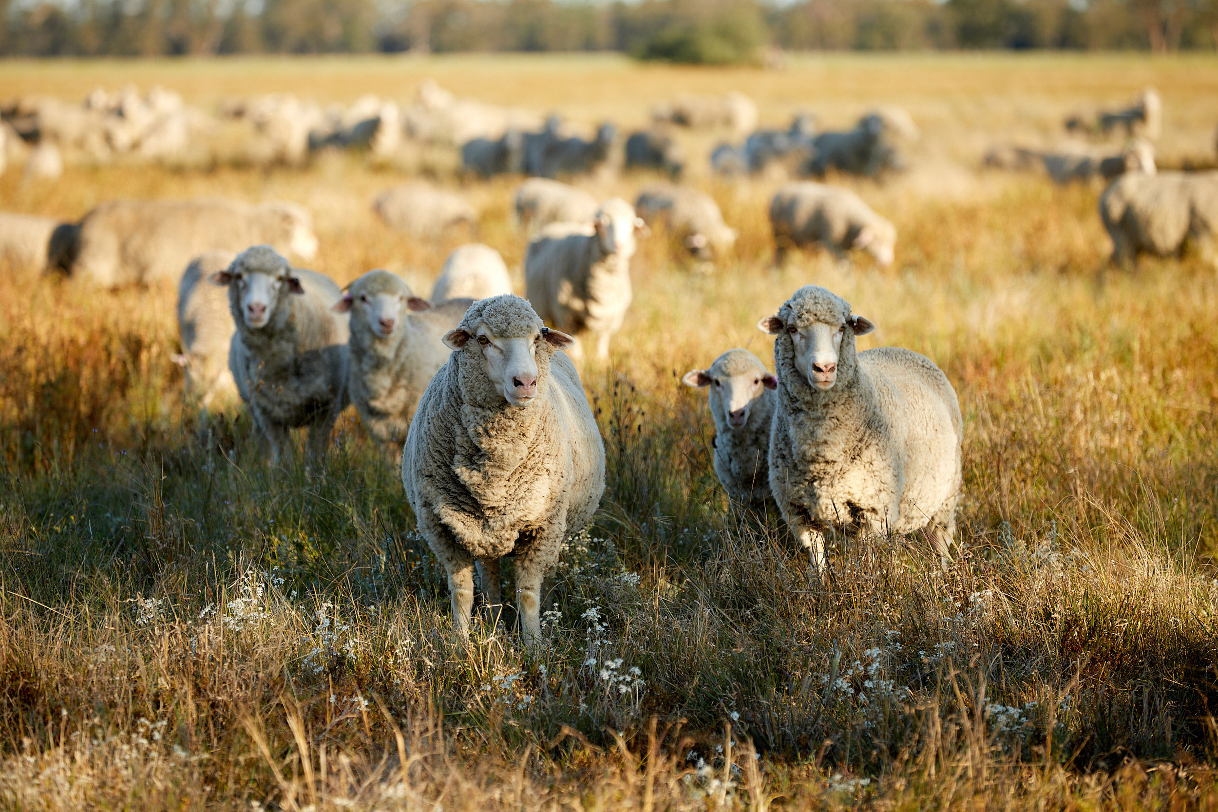 Livestock breeds | Meat & Livestock Australia